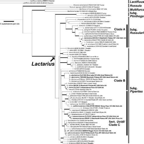 Combined Itsrpb2 Bayesian 50 Majority Rule Consensus Tree Based On
