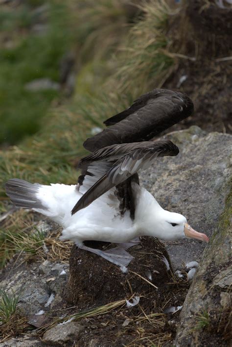 Desarrollo Sostenible Y Conservación Una Apuesta En El Seno Almirantazgo Wcs Chile