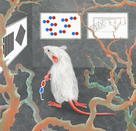 Visual System Plasticity