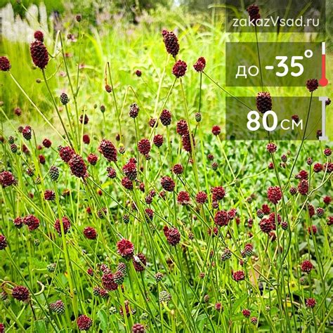 Кровохлебка Танна - фото и описание в каталоге питомника