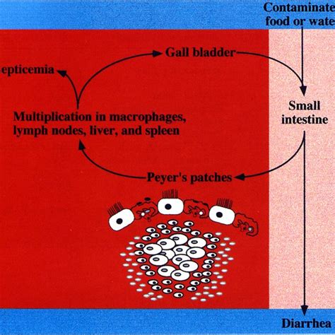 Processes Involved In The Pathogenesis Of V Cholerae The Bacterium