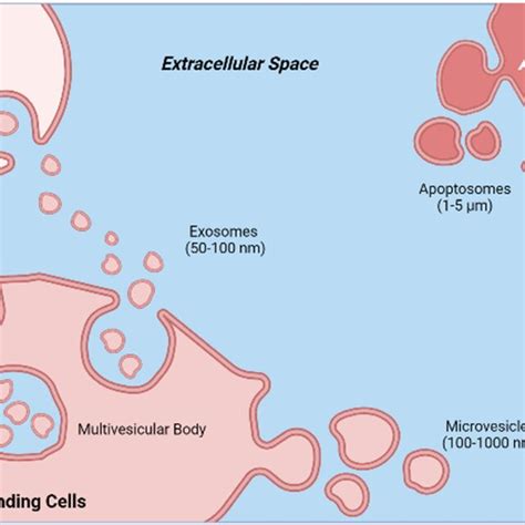 Schematic Illustration Of The Biogenesis Of Apoptotic Bodies