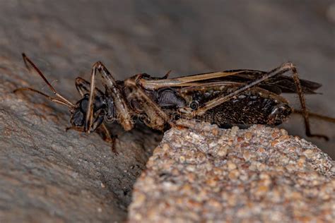 Dead Adult Assassin Bug Stock Image Image Of Reduviinae 235303689