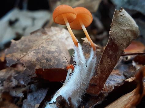 Moldly” Exploring Fungal Functions