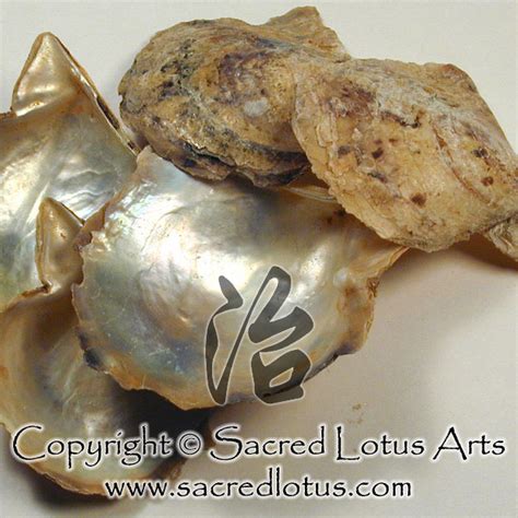 Chinese Herb Zhen Zhu Mu Mother Of Pearl Concha Margaratiferae