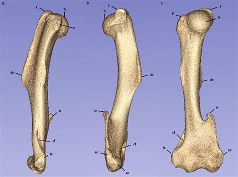 Humerus Quiz Doquizzes