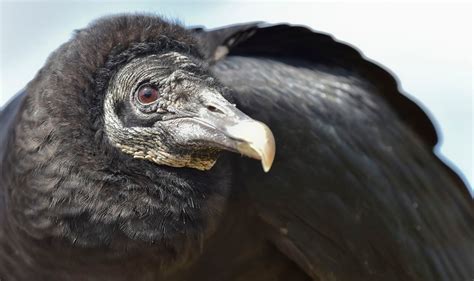 Over 100 Vultures Found Dead After Bird Flu Outbreak On Nj Trail