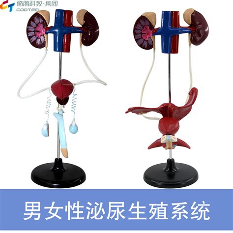 女性泌尿生殖系统模型 常州教学教学仪器选购平台