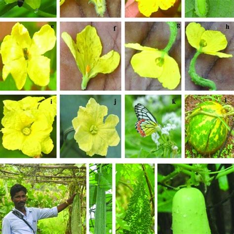 Flower And Fruit Of Cucurbits Plants Notes A And B Male Flower Of Download Scientific Diagram