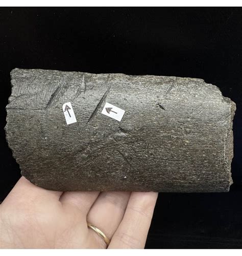 Fossils For Sale Fossils Fossil Sperm Whale Bone With Megalodon Bite Marks From South