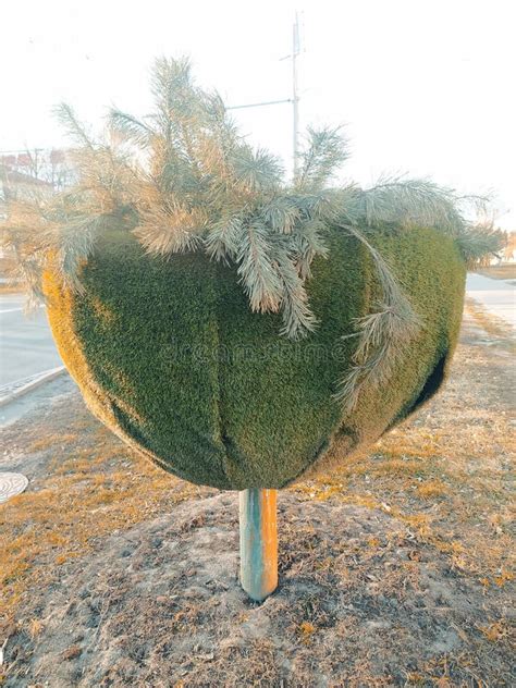 Decorative Tree In Small Architectural Form On The Street Stock Image