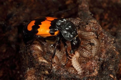 Beetle Moms Send A Chemical Signal ‘not Tonight Honey The New York