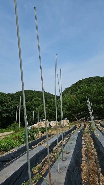 토마토 지지대 세우기 들고와보니 넘크기도하다 일단 아쉬운대로 Youtube