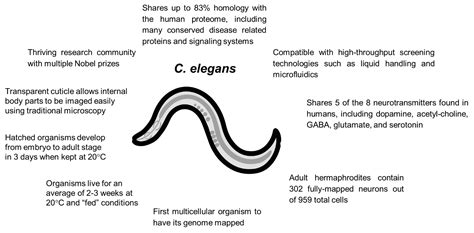 Nobel Nematode A History Of C Elegans As A Model Organism Vivoverse