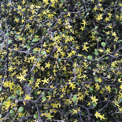 Corokia Cotoneaster Korokio At Wai Ora Eco Source Nursery