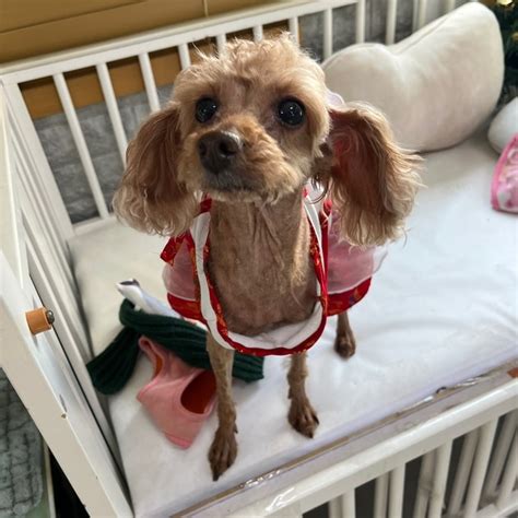 푸들콩이 강아지책임분양 컴투펫위탁보호센터 강아지무료분양 고양이무료분양 강아지파양 고양이파양