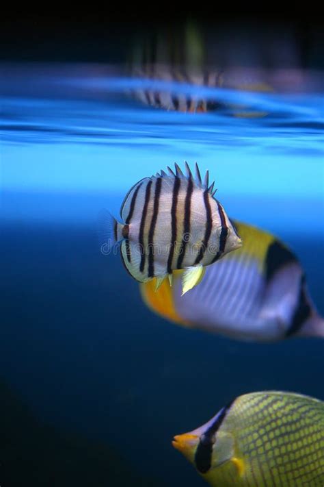 Octofasciatus Di Chaetodon Fotografia Stock Immagine Di Barriera 3124444