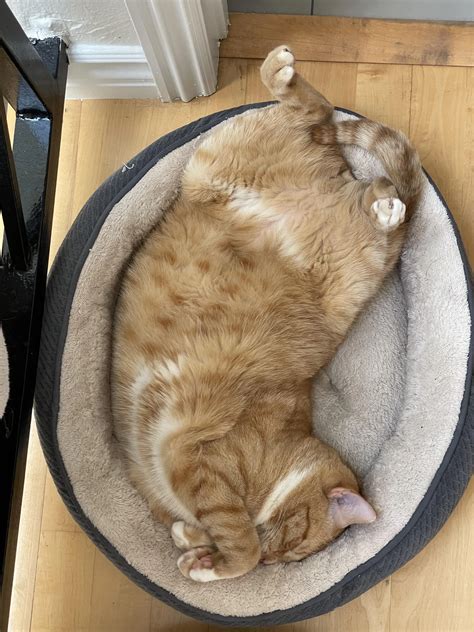 The Tightest Nap Scrolller