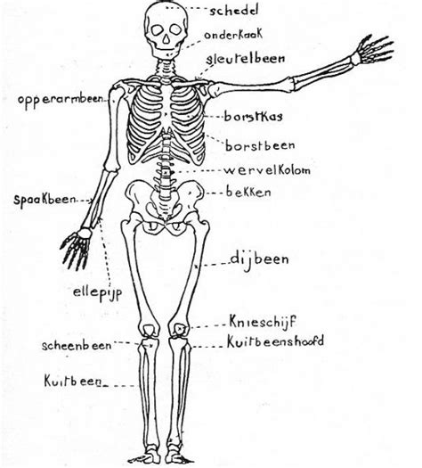 Skelet