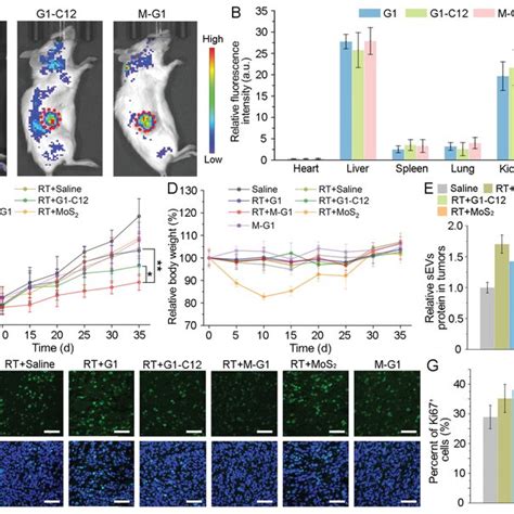 A In Vivo Fluorescent Imaging Of 4t1 Tumor‐bearing Balbc Mice 24 H