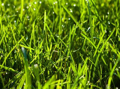 Premium Photo Full Frame Shot Of Grass On Field