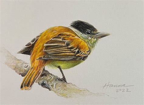 How To Draw A Realistic Bird In Colored Pencil Step By Step