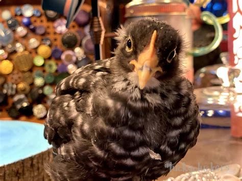 Mini Melba Legendary Acres Hobby Farm