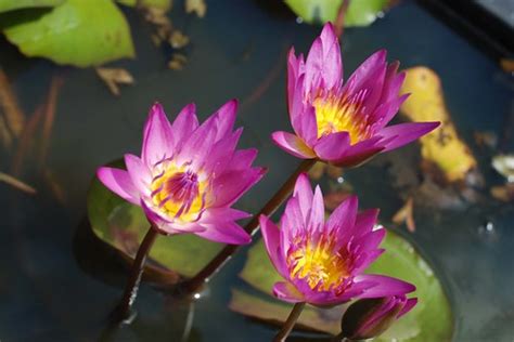 sun drenched 南海植物園台北市 Nikon D80 Voigtlander Ultron 40mm d zzy