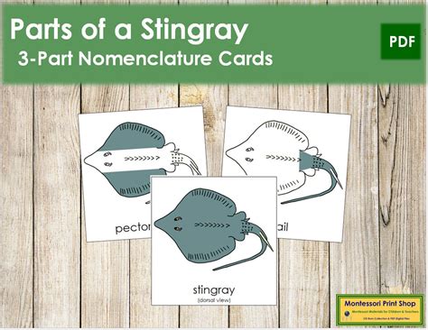 Parts Of A Stingray Nomenclature 3 Part Cards Montessori Etsy