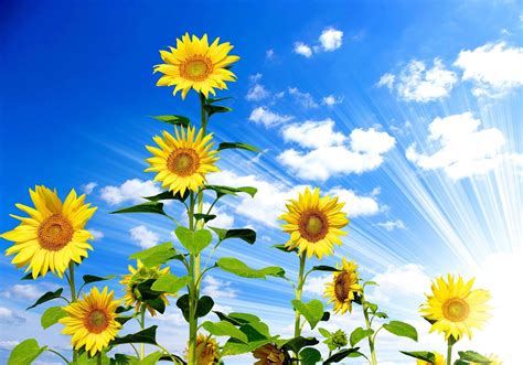 Sunflowers Sky Wallpapers Wallpaper Cave