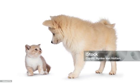 폼스키 개와 고양이 에 흰색 배경 0명에 대한 스톡 사진 및 기타 이미지 0명 가축 강아지 개 Istock