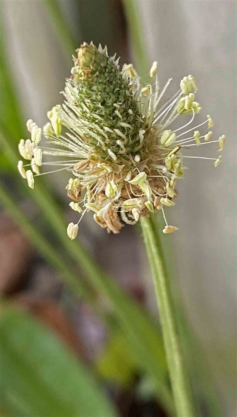 Dichogamy Protandry Protogyny