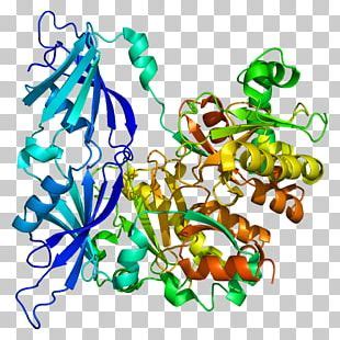Gene Structure Messenger Rna Eukaryote Coding Region Png Clipart Area Brand Coding Region