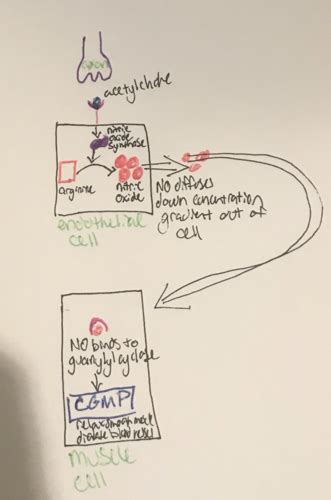 Cell Signaling Flashcards Quizlet