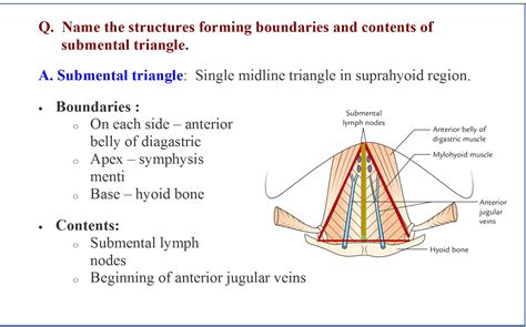 Anterior Triangle Of Neck Anatomy Qa
