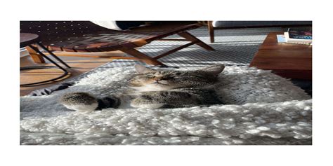 Github Crcket Freeplugins