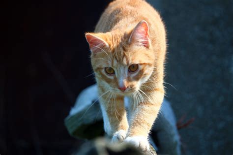 고양이 주방 붉은 얼룩 무늬가 빨간 Pixabay의 무료 사진 Pixabay