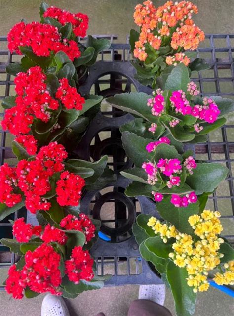 กุหลาบหินไม้อวบน้ำ Kalanchoe Blossfeldiana Poelln Ennxo