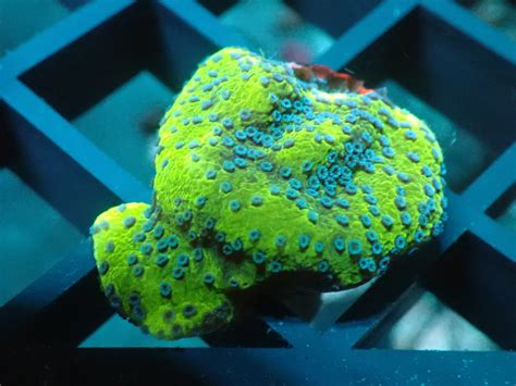 La Lakers Montipora Blackfish Marine