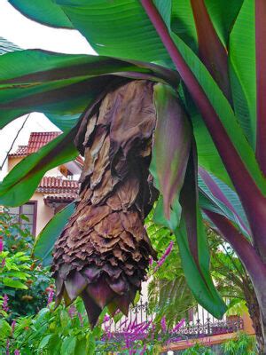 BANANOWIEC ABISYŃSKI MUSA ENSETE VENTRICOSUM OgrodniczyRaj pl