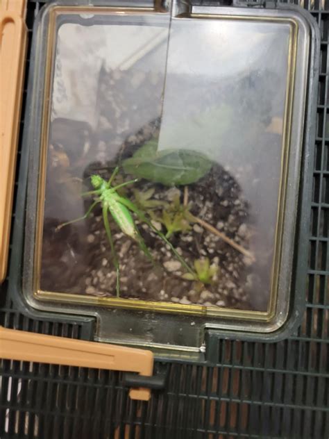 Found This Katyid In Vancouver Canada Is That A Parasite On Its Abdomen Can I Help It With A