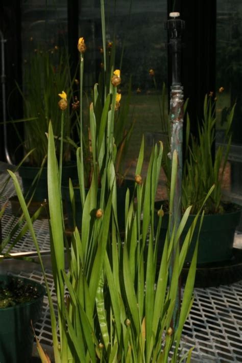 Xyris Tennesseensis Kral Tennessee Yellow Eyed Grass World Flora