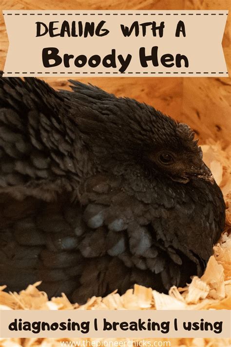 How To Stop A Hen From Being Broody The Pioneer Chicks Broody