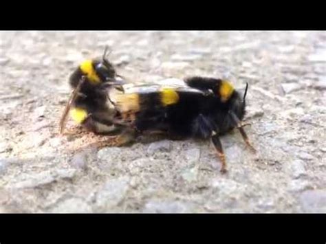 Wacky And Totally Weird Facts About Insect Sex