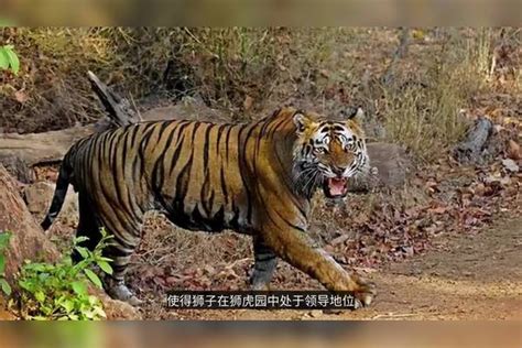 狮子老虎谁更厉害一点，韩国狮虎园已经给出答案，大家认同吗？老虎答案狮子