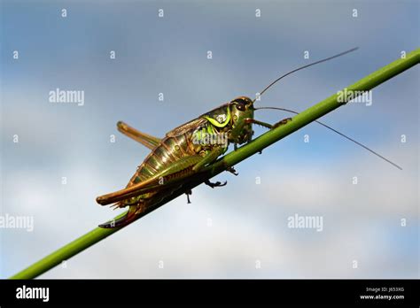 Grasshopper Water Drop Waterdrop Water Raindrop Grasses Meadows