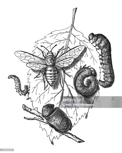 Sawfly And Its Development Vintage Engraved Illustration Isolated On White Background High Res