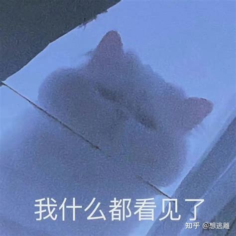 奇奇怪怪的wechat搞笑猫猫表情包又增加了~ 知乎