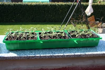 Tomaten Nach Dem Keimen Richtig Pikieren Haushalts Tipps24 De
