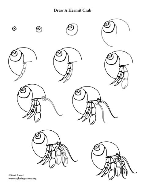How To Draw A Easy Hermit Crab